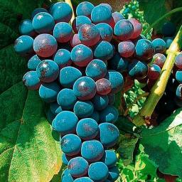 Weintrauben & Weintrauben-Stämmchen - Mein Nasch-Balkon