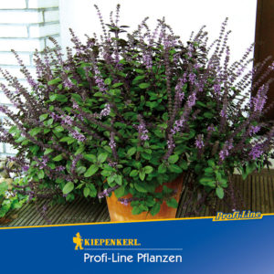 Basilikum - eine sehr beliebte Kräuterpflanze für Balkon & Terrasse