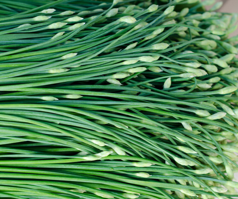 Schnittknoblauch - Mein Nasch-Balkon