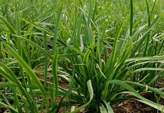 Schnittknoblauch - Mein Nasch-Balkon