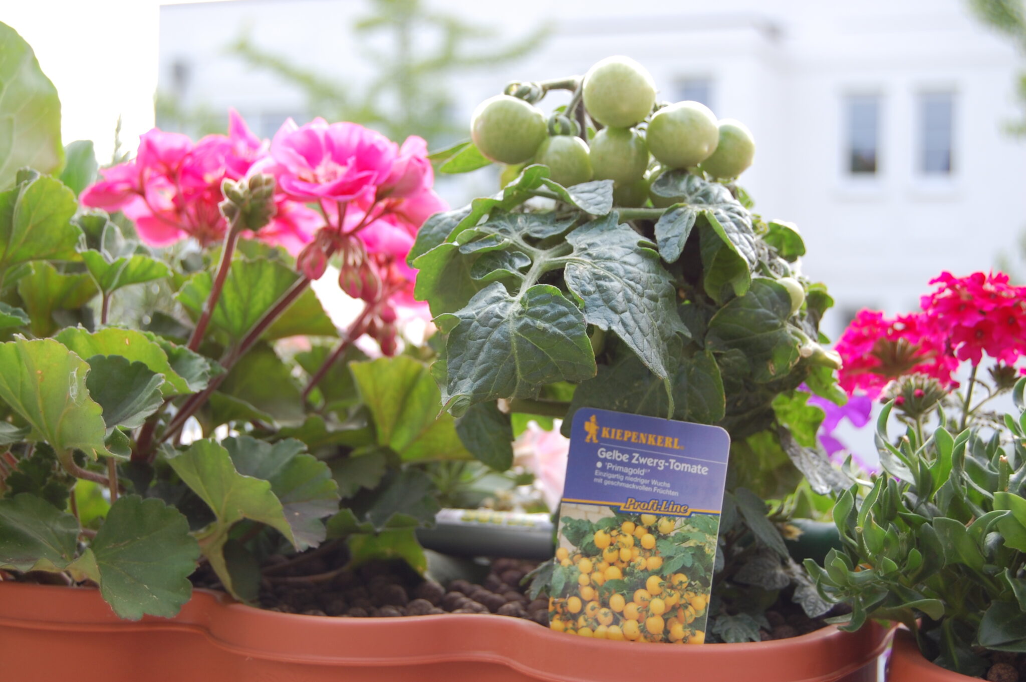 Zwerg- bzw., Snacktomaten - Mein Nasch-Balkon